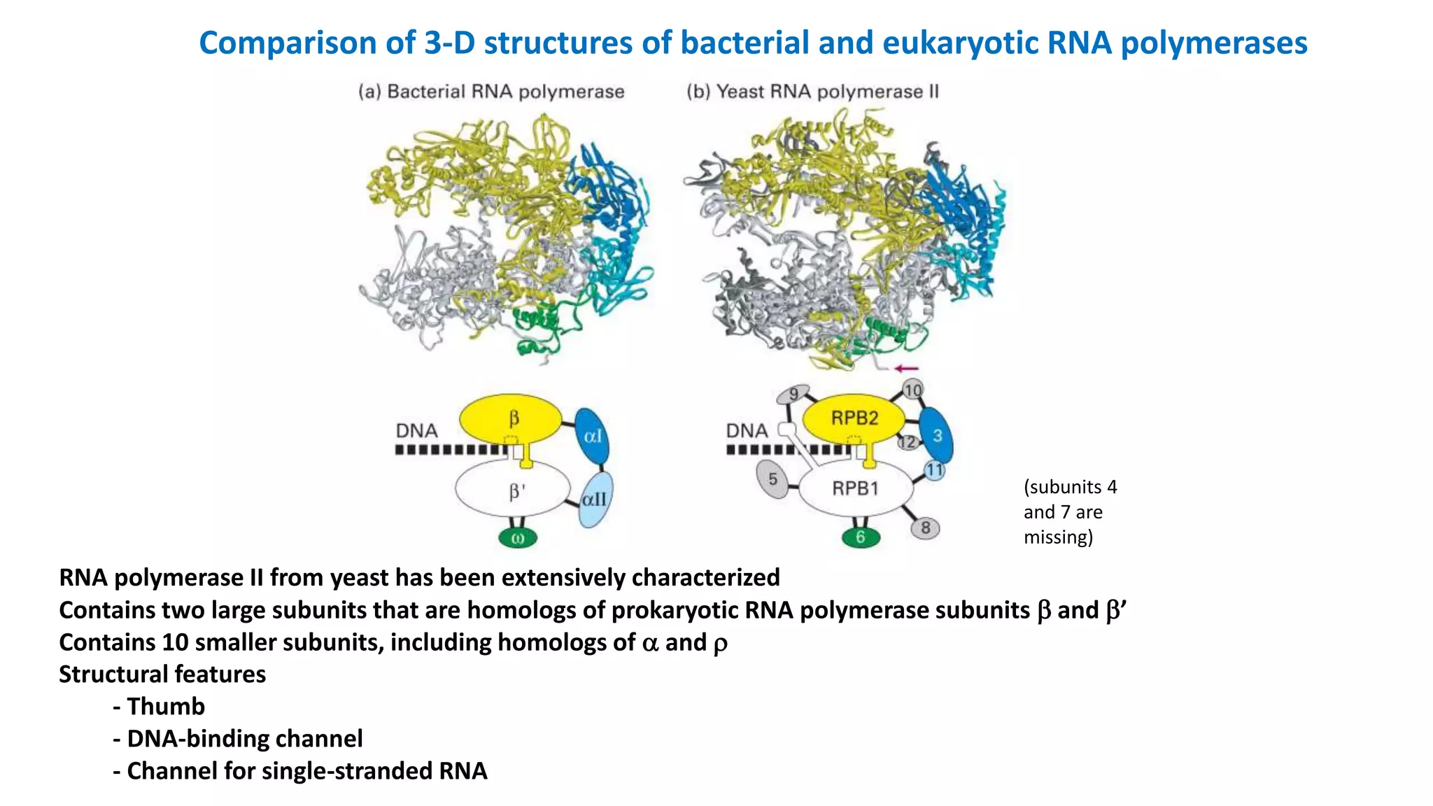 Rna polymerase | PPT
