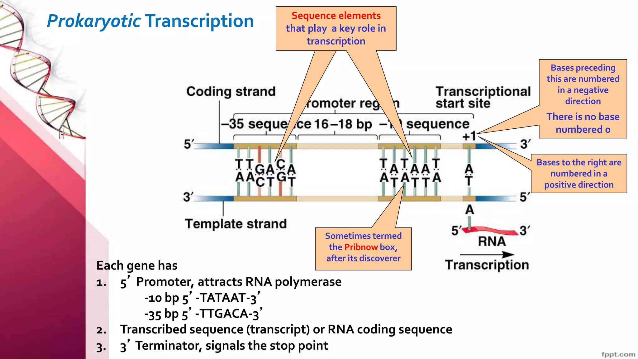 Rna polymerase | PPT