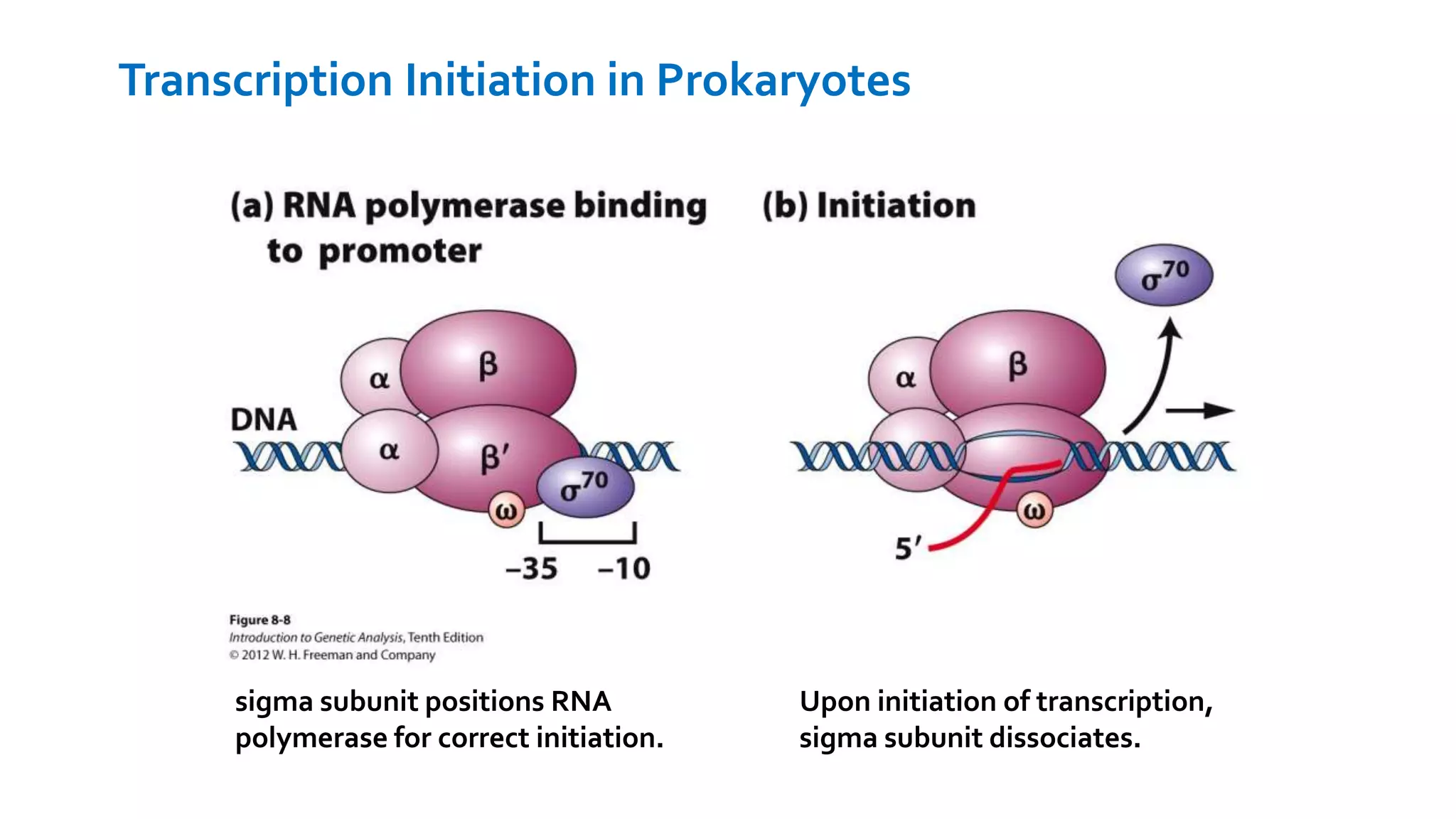 Rna polymerase | PPT