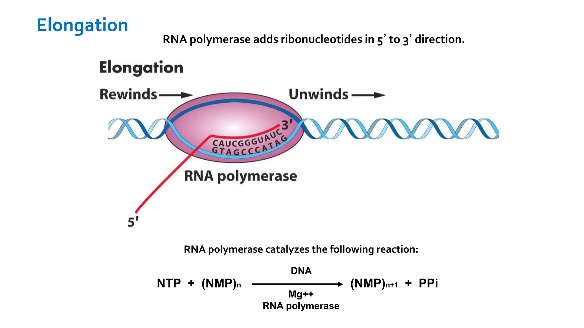 Rna polymerase | PPT