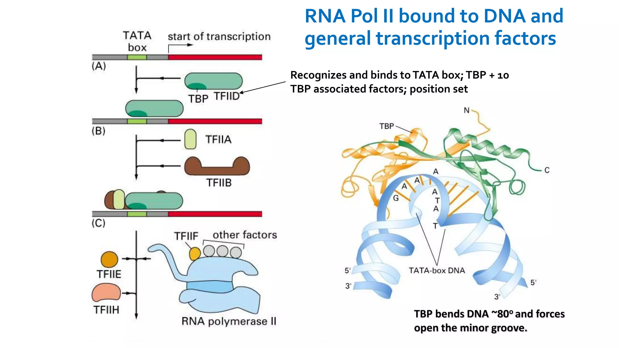 Rna polymerase | PPT