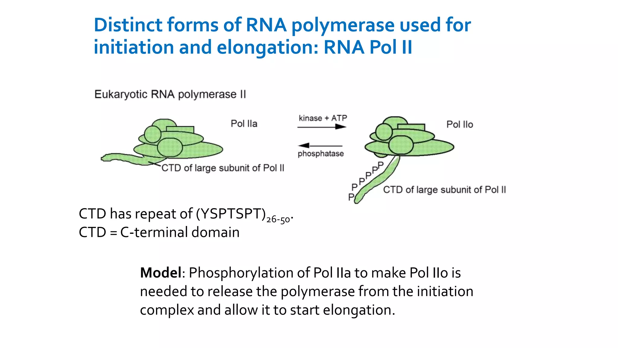 Rna polymerase | PPT