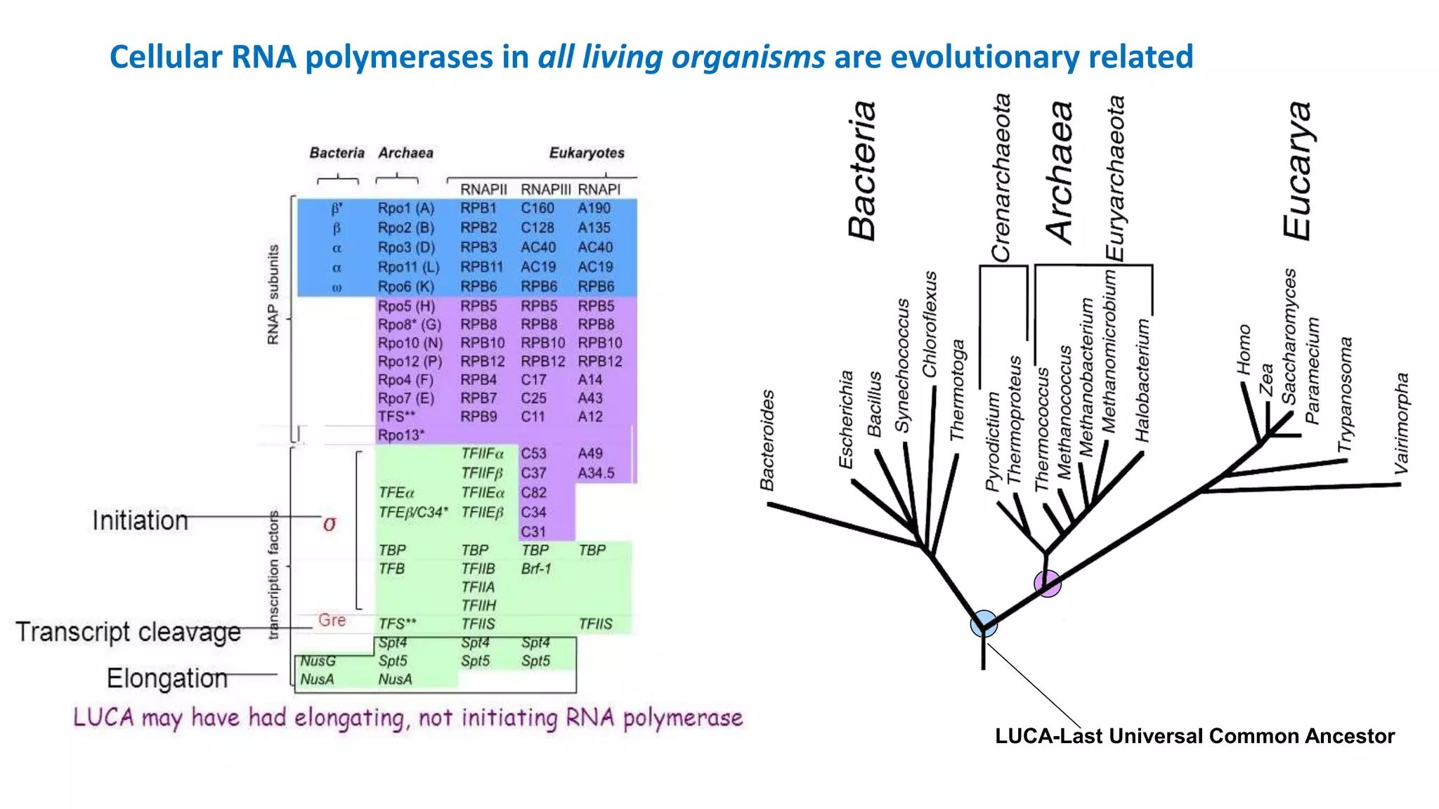 Rna polymerase | PPT
