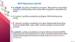 Rna polymerase | PPT