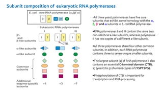 Rna polymerase | PPT