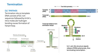 Rna polymerase | PPT