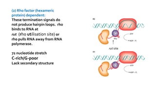 Rna polymerase | PPT