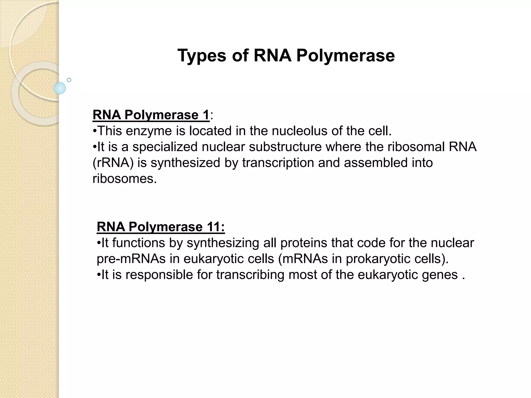 RNA Polymerase.pptx