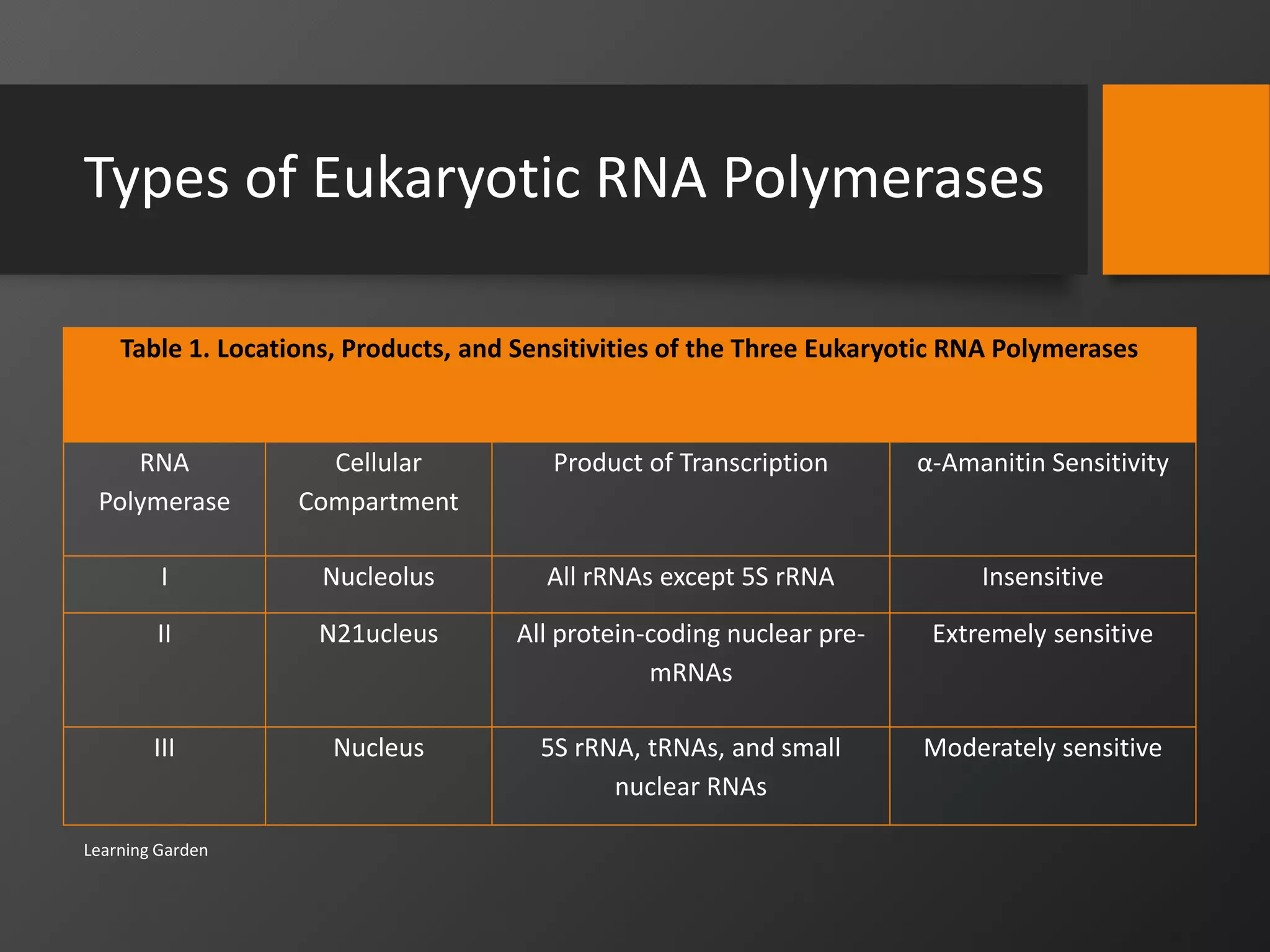 RNA Polymerase Slides | PPTX