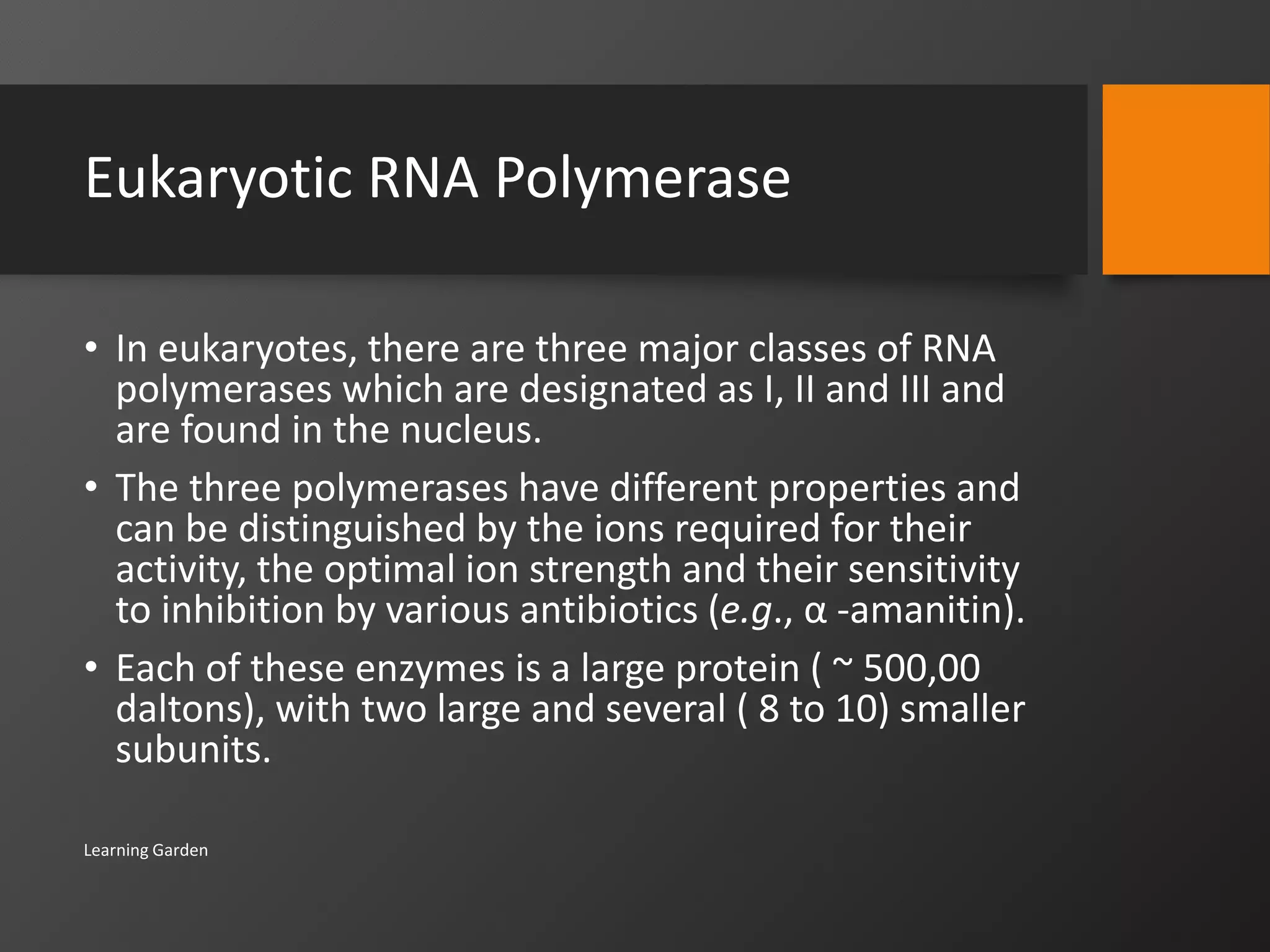 RNA Polymerase Slides | PPTX