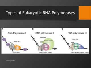 RNA Polymerase Slides | PPTX