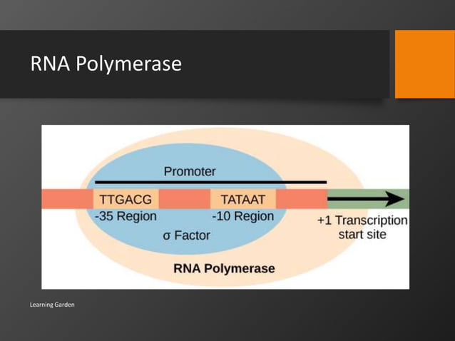 RNA Polymerase Slides | PPTX