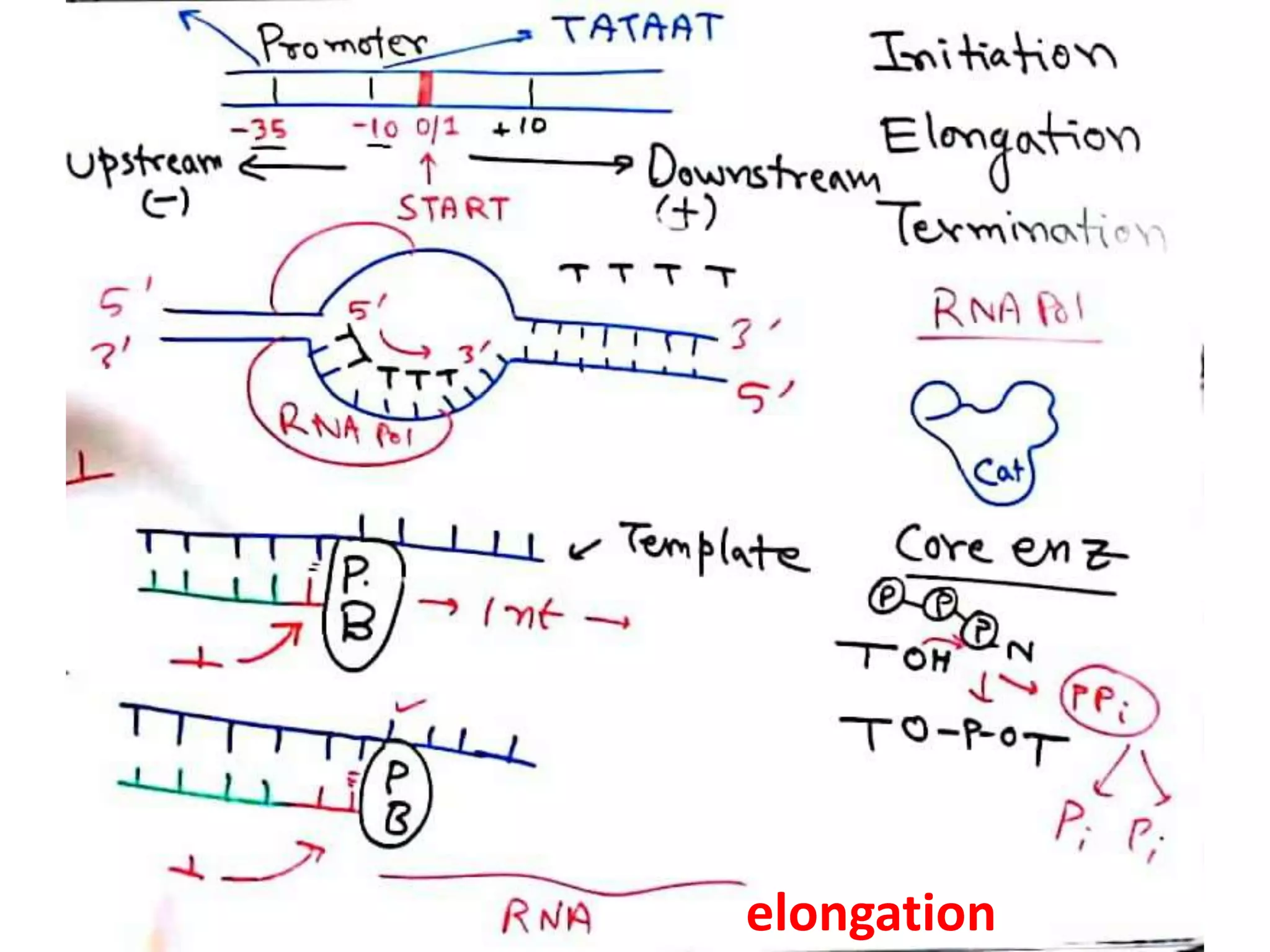 Rna polymerase & transcription in prokaryotes | PPTX