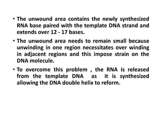 Rna polymerase & transcription in prokaryotes | PPTX