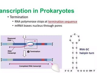 Rna Polymerase In Prokaryotes