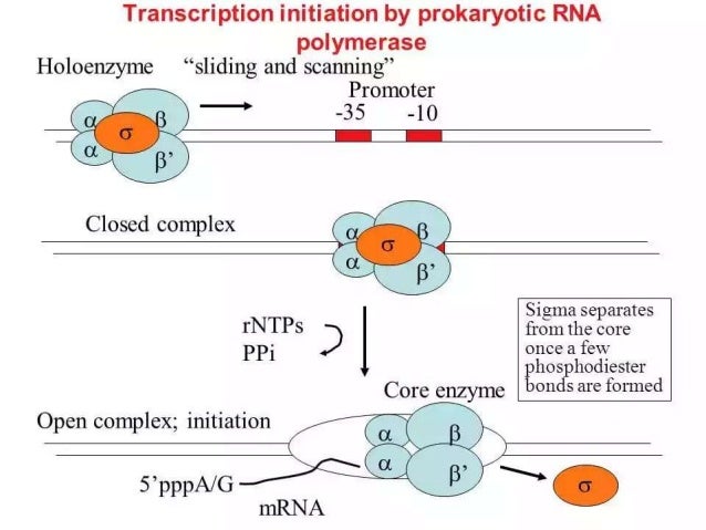 Rna polymerase & transcription in prokaryotes