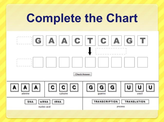 RNA PowerPoint.ppt