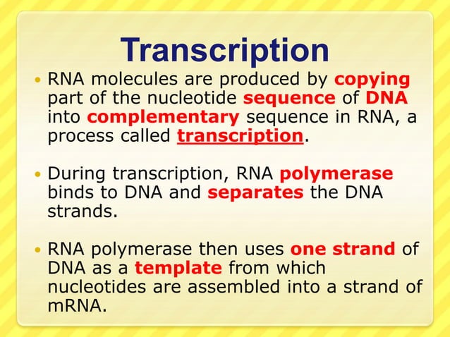 RNA PowerPoint.ppt