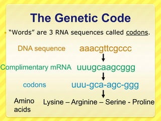 RNA PowerPoint.ppt