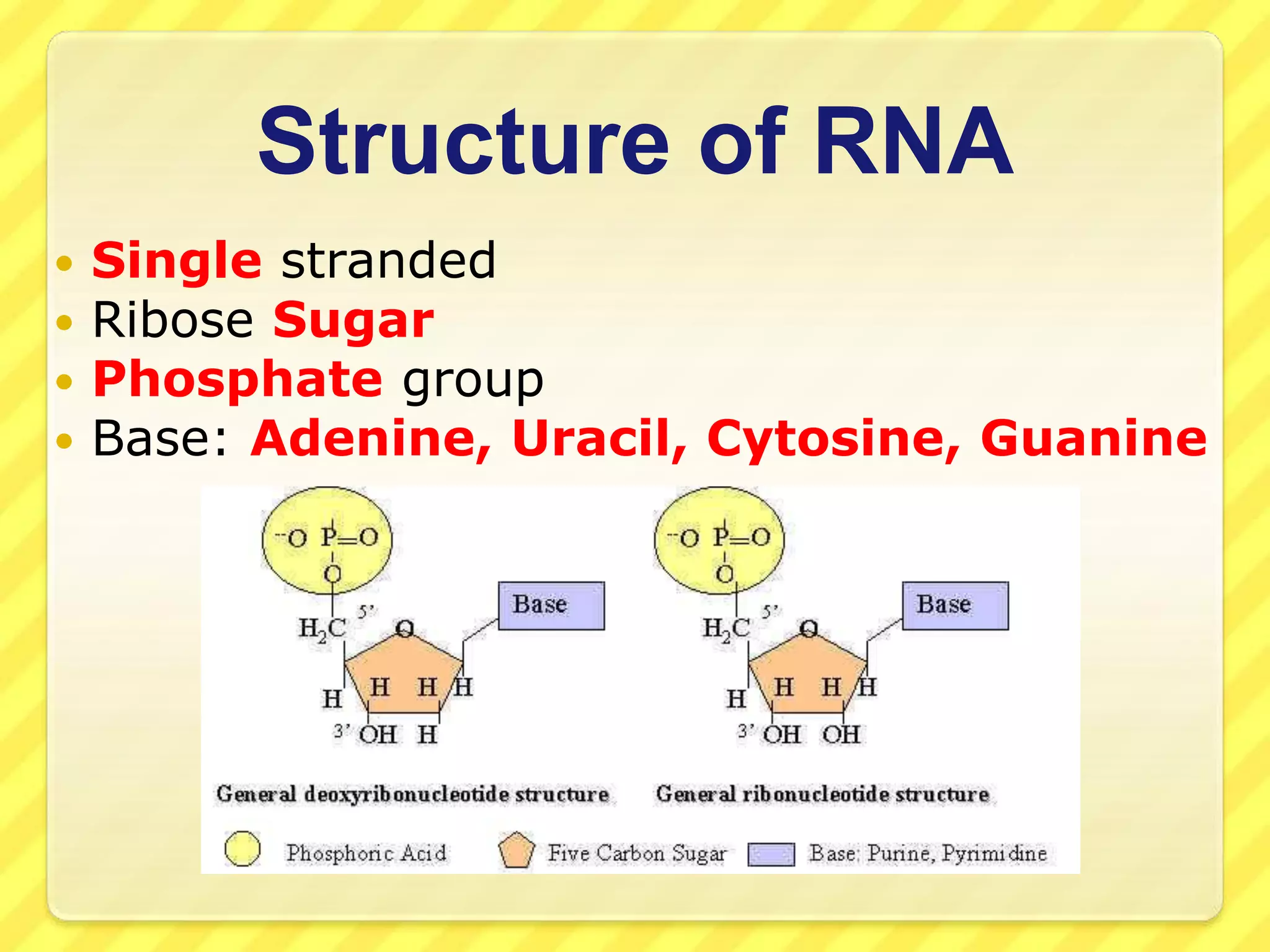 RNA PowerPoint.ppt