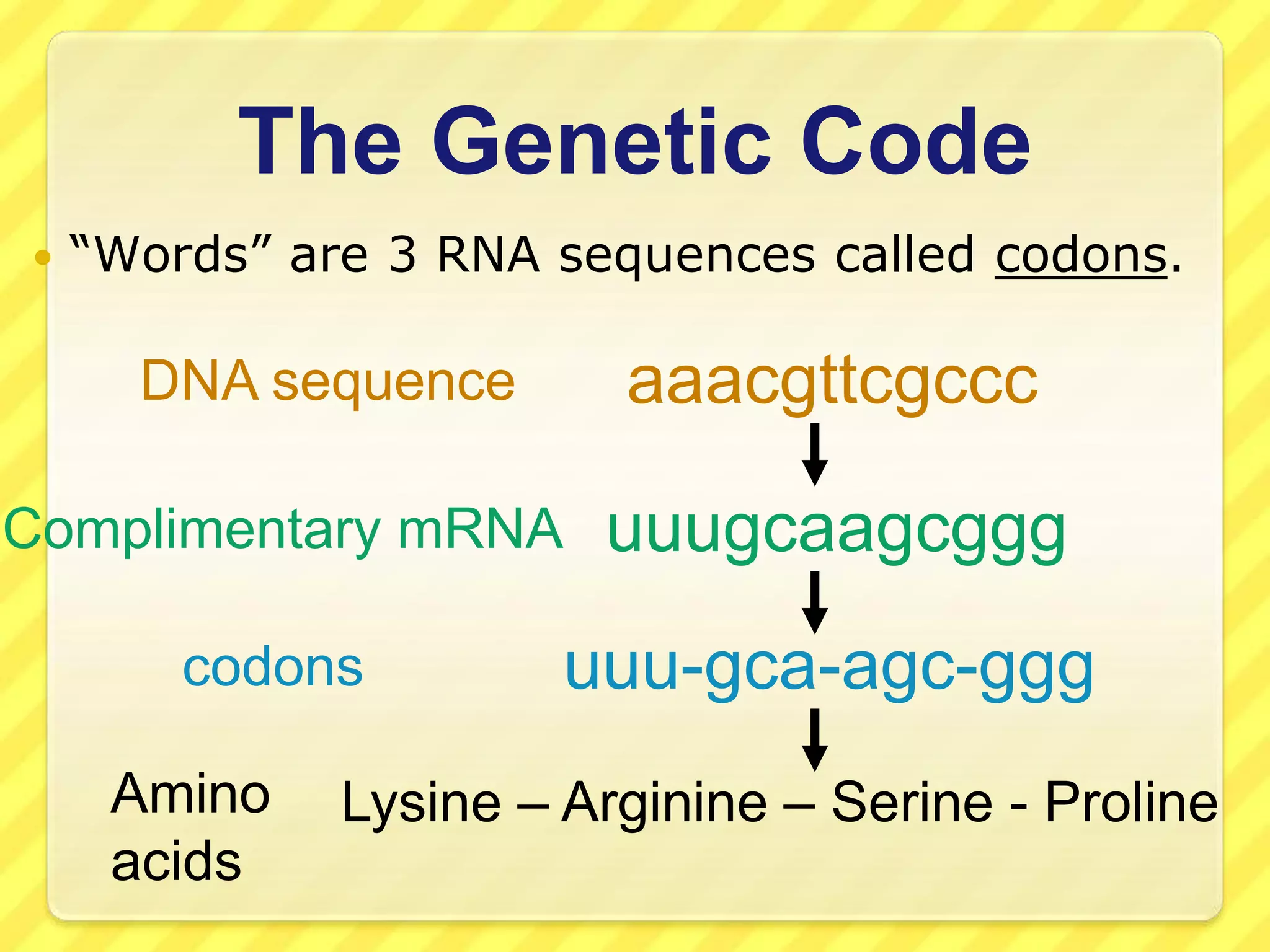RNA PowerPoint.ppt