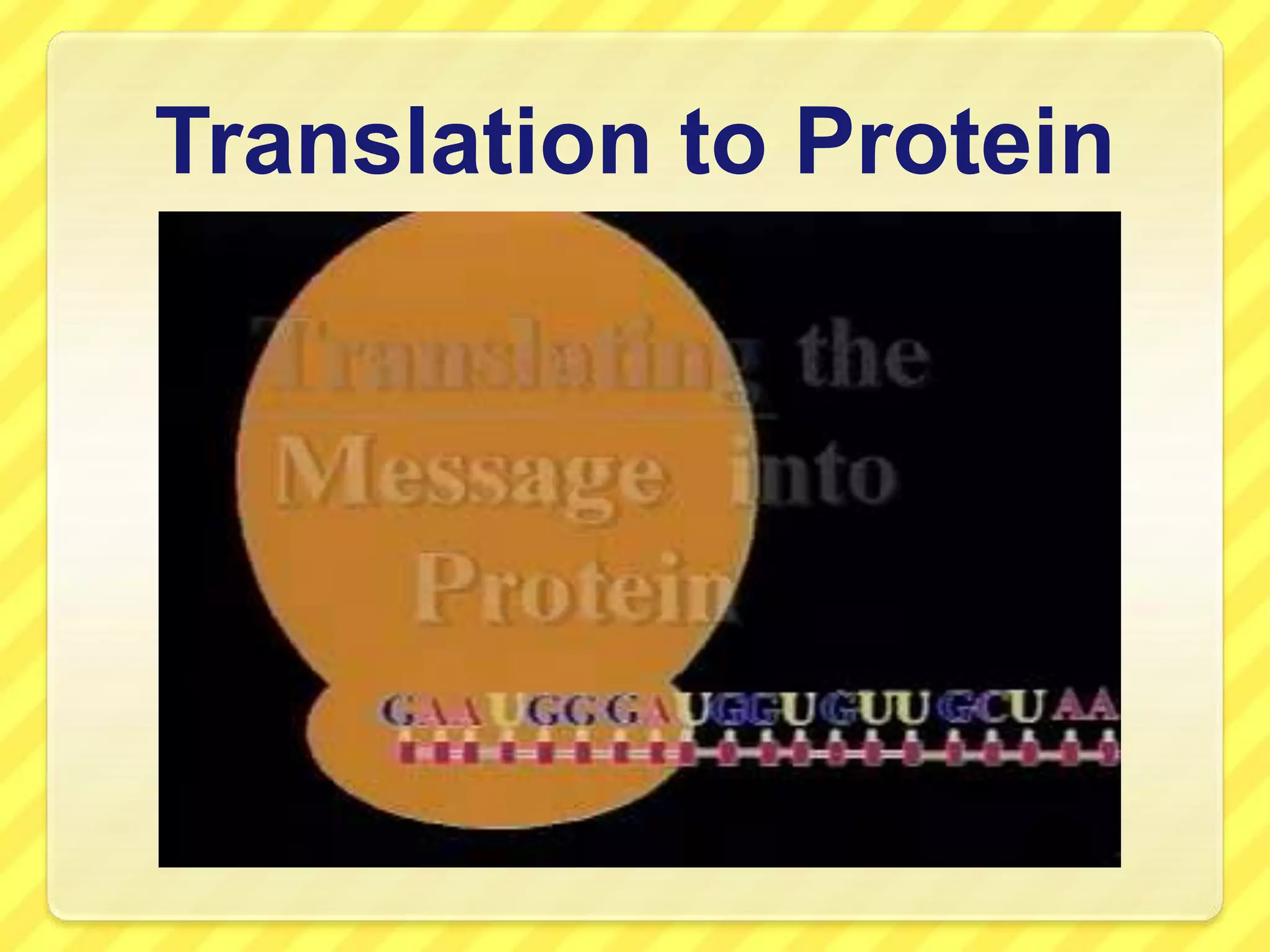 RNA PowerPoint.ppt