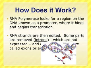 RNA PowerPoint.ppt