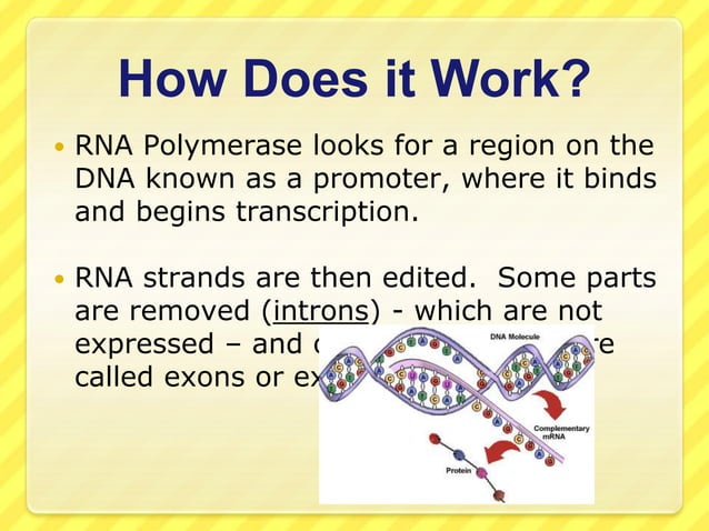 RNA PowerPoint.ppt