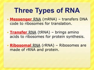RNA PowerPoint.ppt