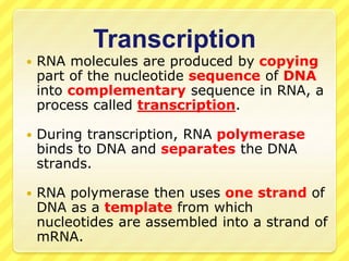 RNA PowerPoint.ppt