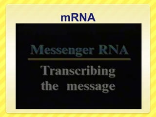 RNA PowerPoint.ppt
