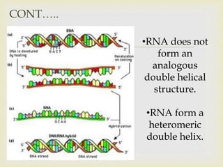 RNA: Nature, type and Structure | PPTX