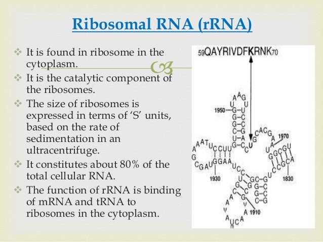 Rna Structure Of Rna Types Of Rna Functions Of Rna RNA Molecules