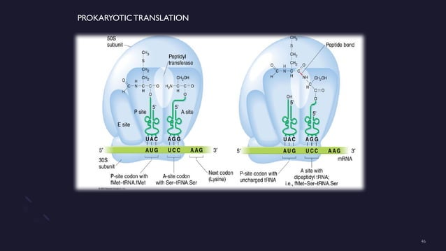 Dive into the fascinating world of RNA, the molecular architect of life ...