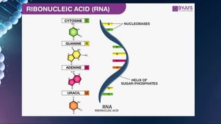 RNA PRESENTATION.pptx