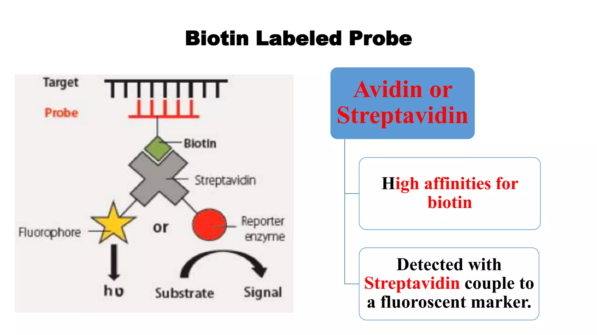 Molecular RNA Probe | PPTX