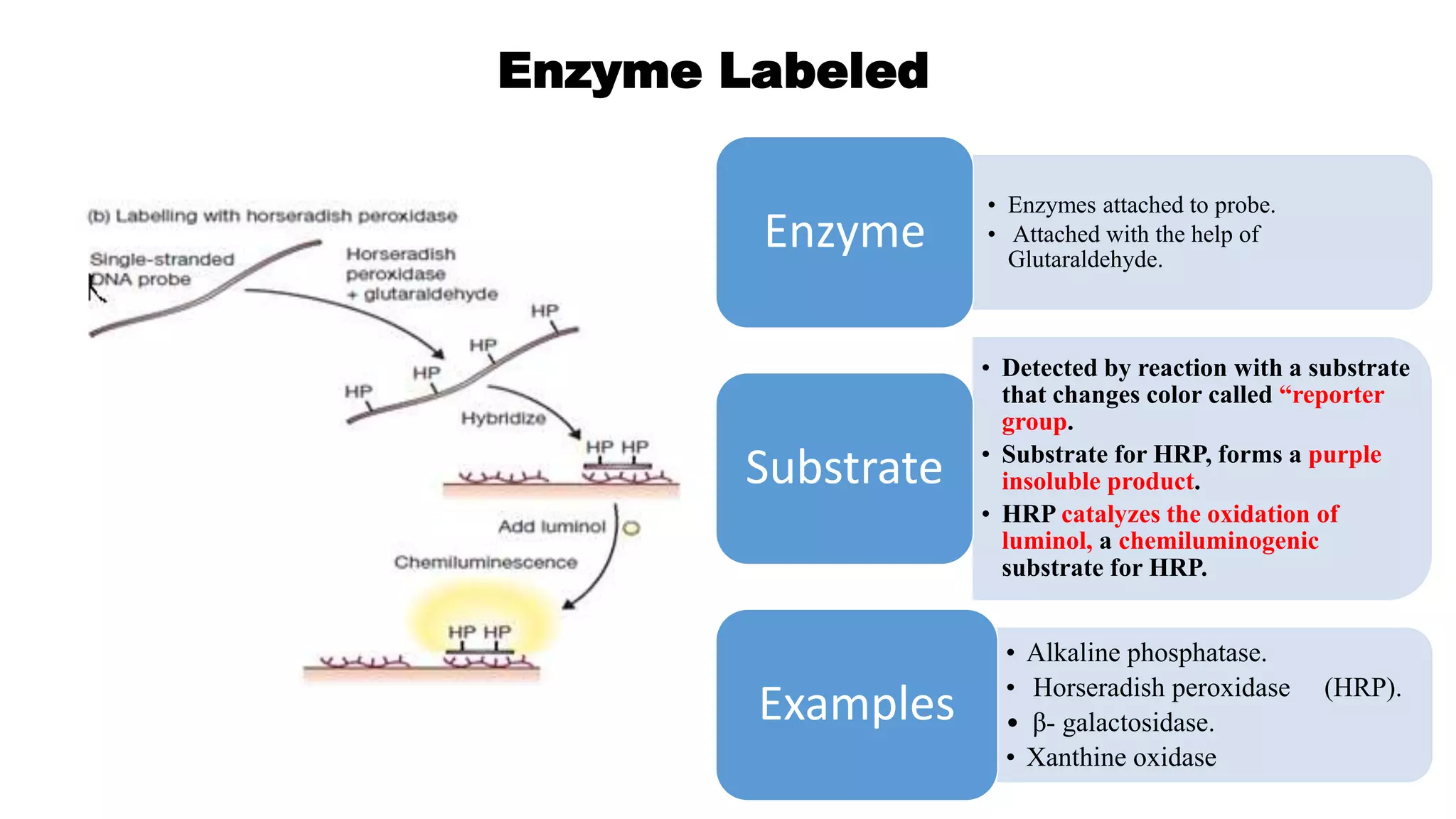 Molecular RNA Probe | PPTX