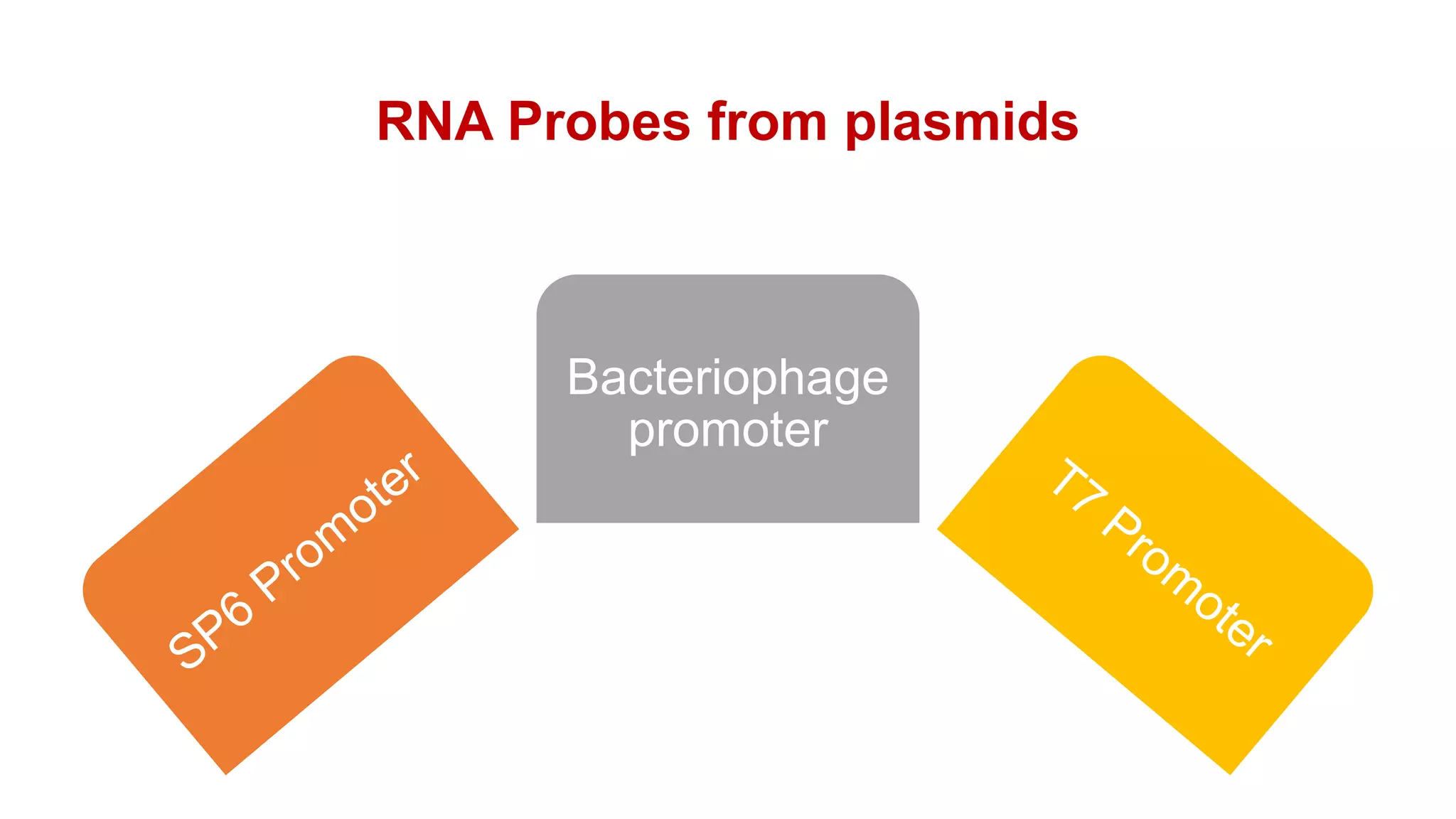 Molecular RNA Probe | PPTX