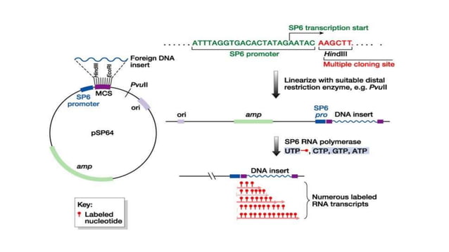 Molecular RNA Probe | PPTX | Chemistry | Science