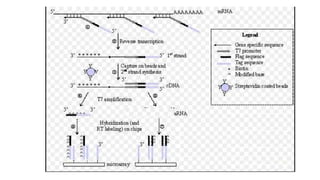 Molecular RNA Probe | PPTX