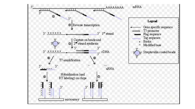 Molecular RNA Probe | PPTX | Chemistry | Science