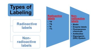 Molecular RNA Probe | PPTX