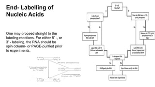 Molecular RNA Probe | PPTX