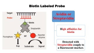 Molecular RNA Probe | PPTX