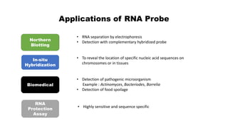 Molecular RNA Probe | PPTX