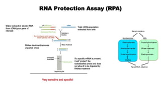 Molecular RNA Probe | PPTX