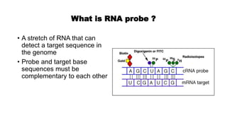 Molecular RNA Probe | PPTX
