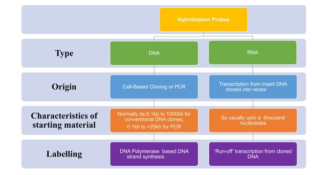 Molecular RNA Probe | PPTX | Chemistry | Science