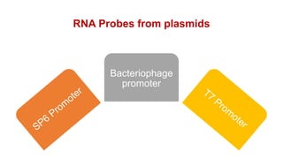 Molecular RNA Probe | PPTX