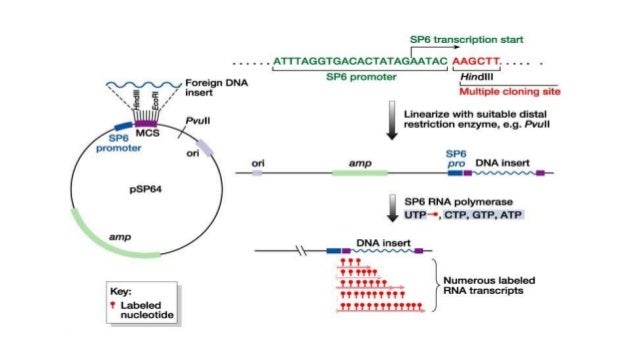 Molecular RNA Probe